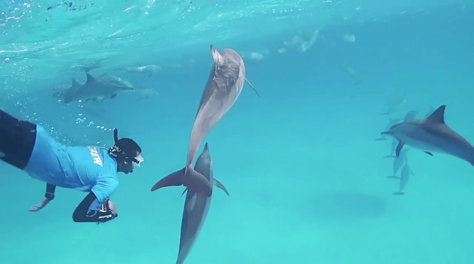 SATAYA DOLPHIN LAGOON - Haya tours